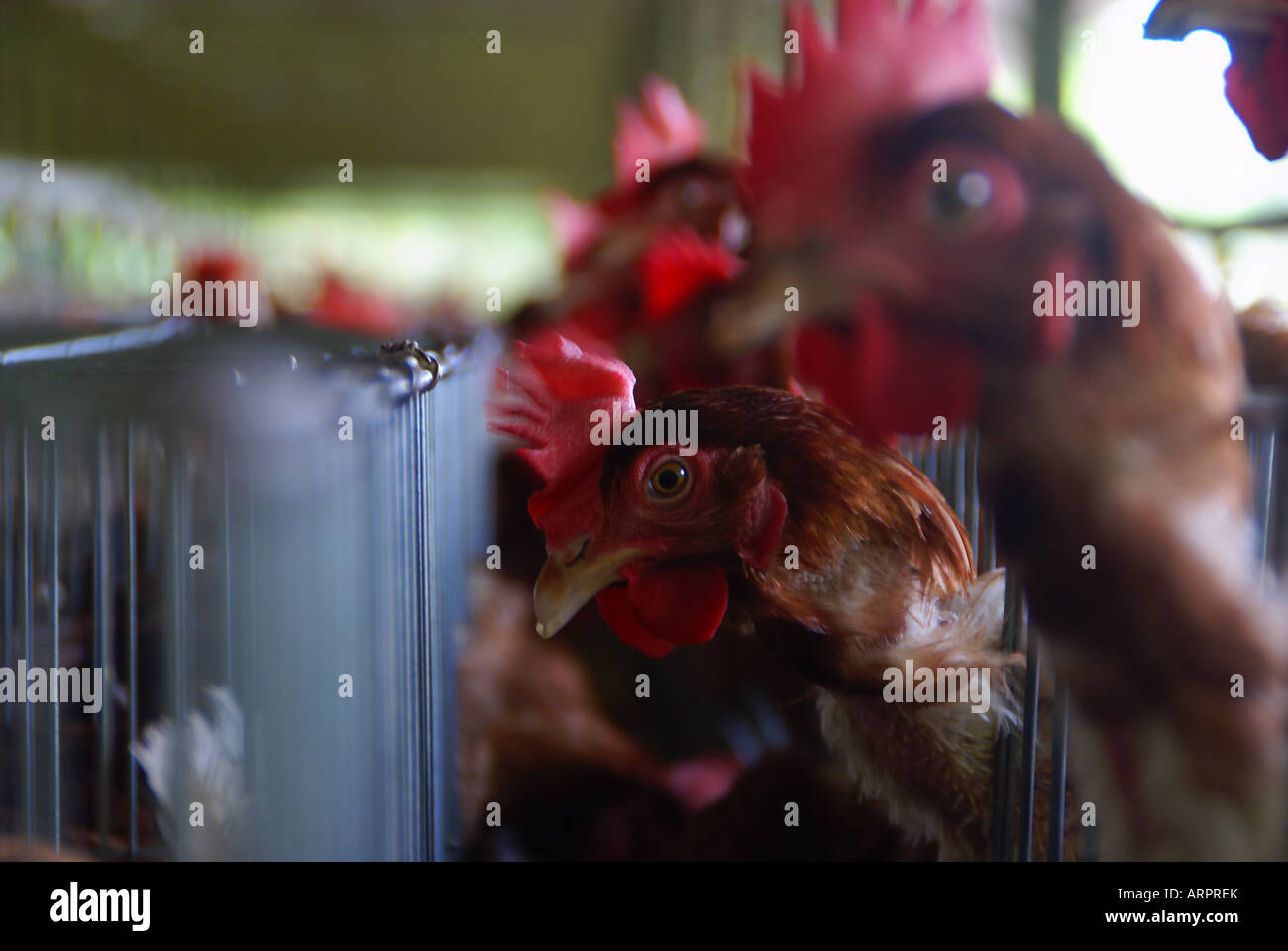 Battery cages hi-res stock photography and images - Alamy