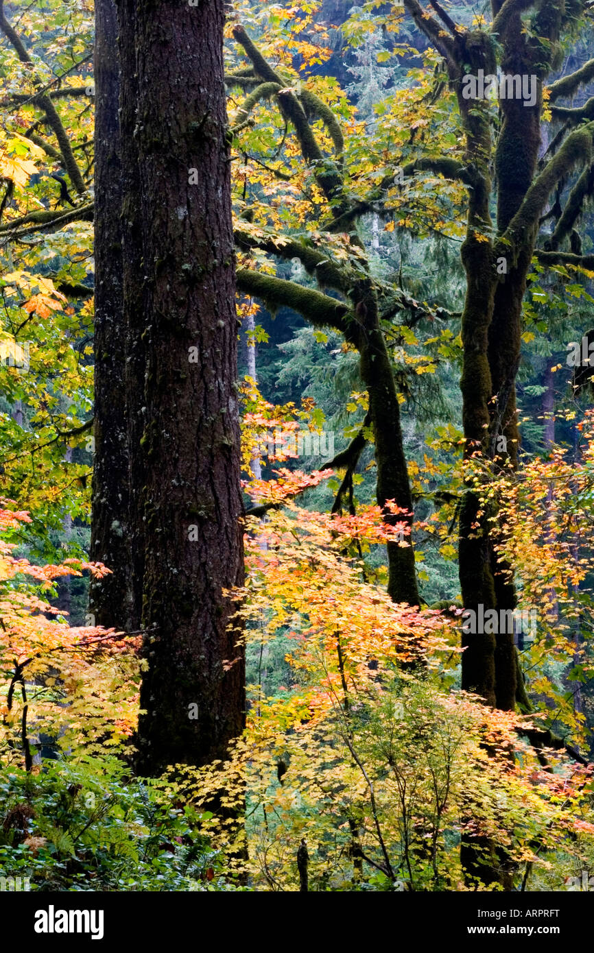 Forest in Silver Falls State Park Oregon Stock Photo - Alamy