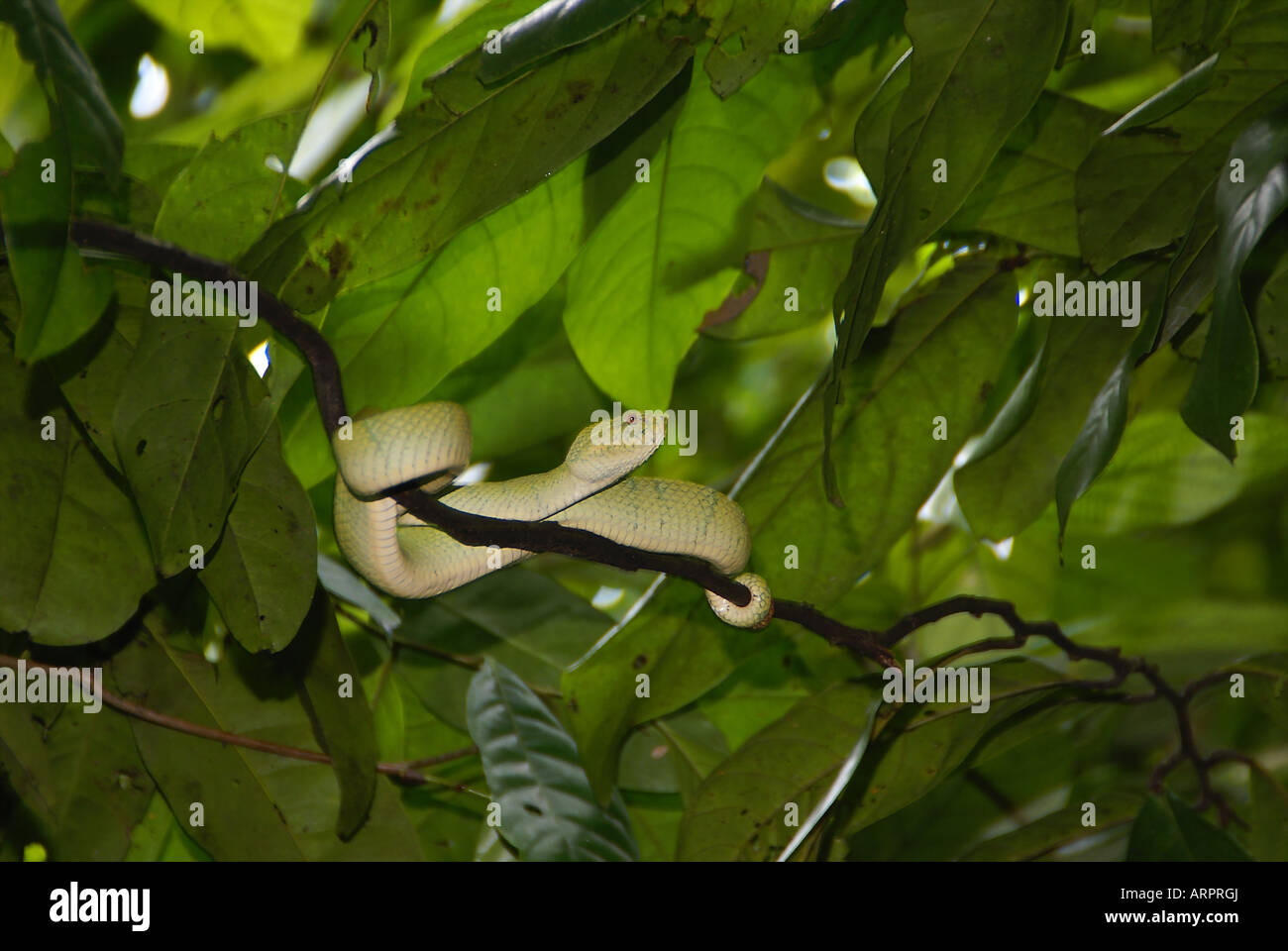 Waglers pit viper hi-res stock photography and images - Alamy