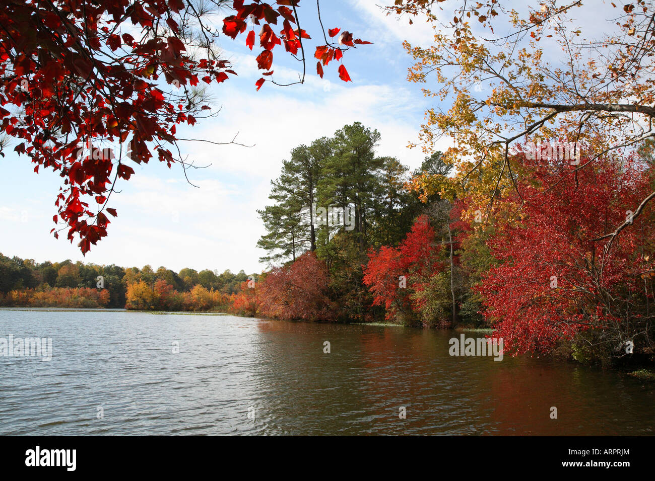 Trees in bright fall colors dot the lake shoreline Stock Photo - Alamy