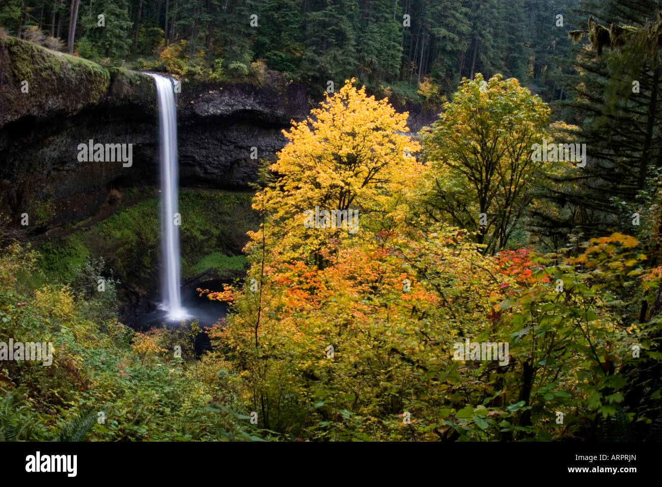 South Falls waterfall at Silver Falls State Park Oregon Stock Photo - Alamy