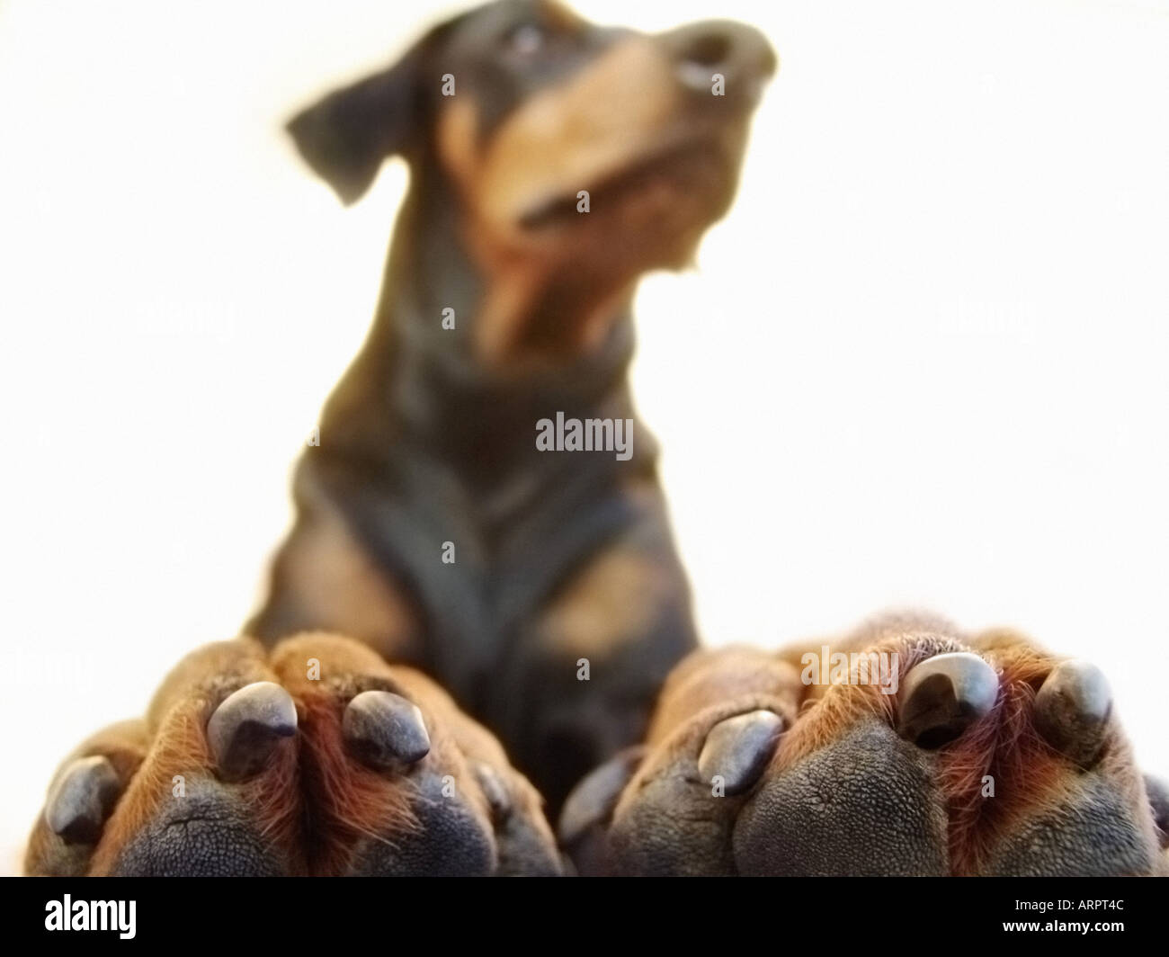 Dog doberman paws nose hi-res stock photography and images - Alamy