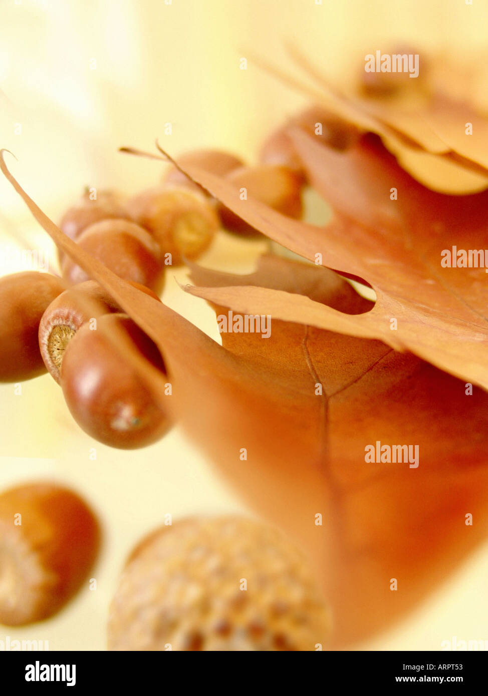 Mapfle hi-res stock photography and images - Alamy