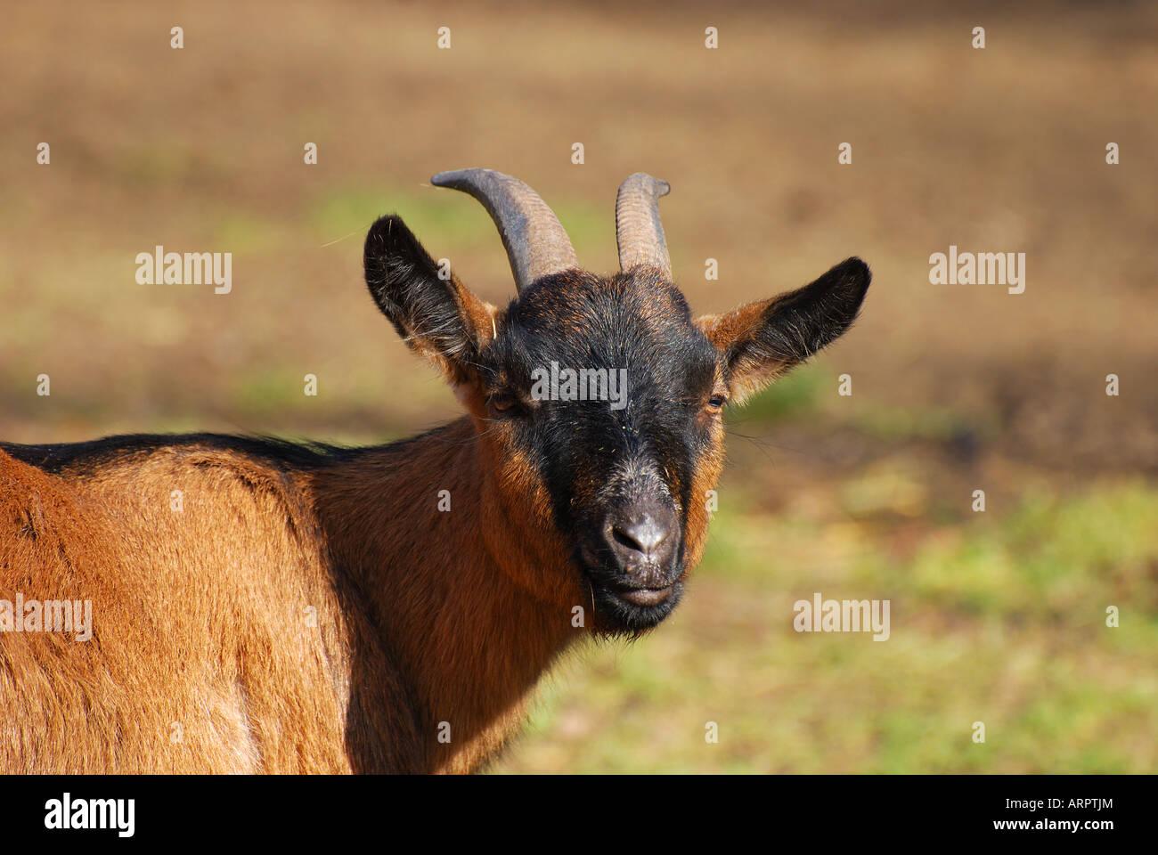 Goat head close-up Stock Photo - Alamy