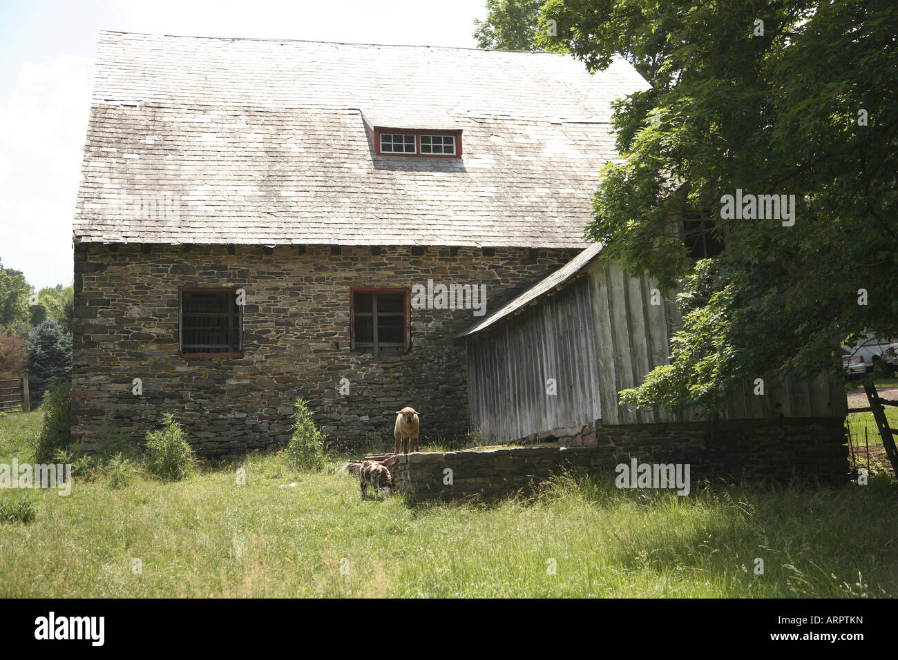 Stone barn with wood shingled roof and grazing sheep Stock Photo - Alamy