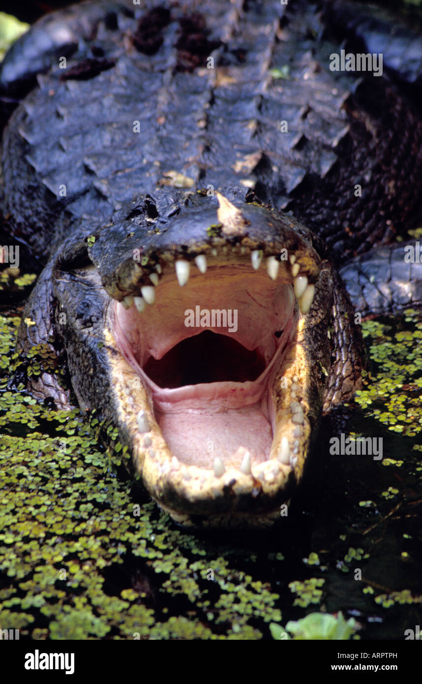 Allegator hi-res stock photography and images - Alamy