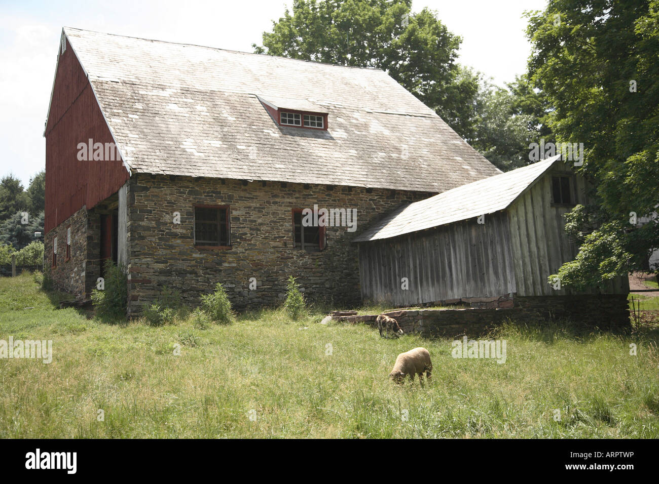 Stone and wood barn with grazing sheep Stock Photo - Alamy
