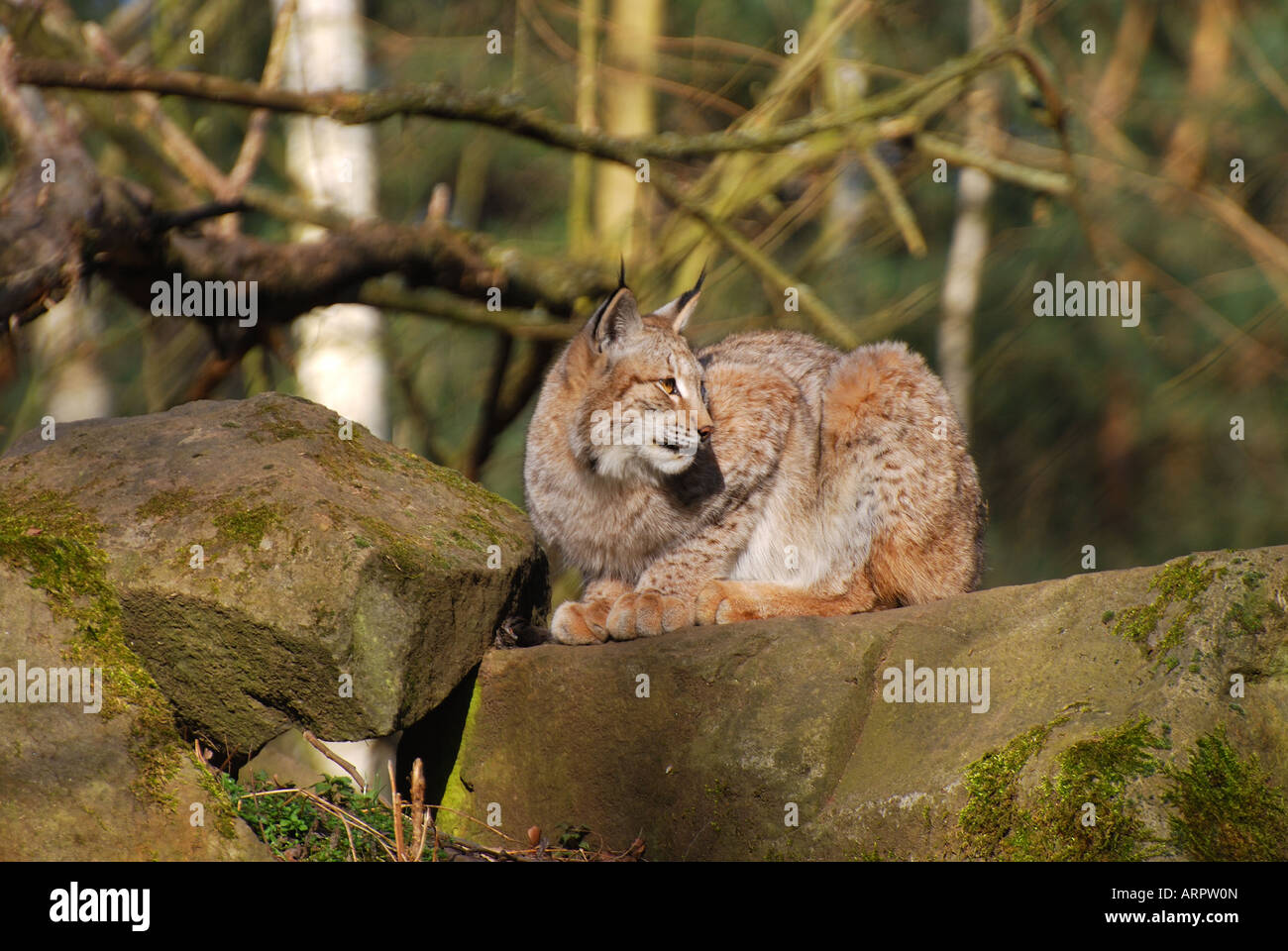 Mountain lynx hi-res stock photography and images - Alamy
