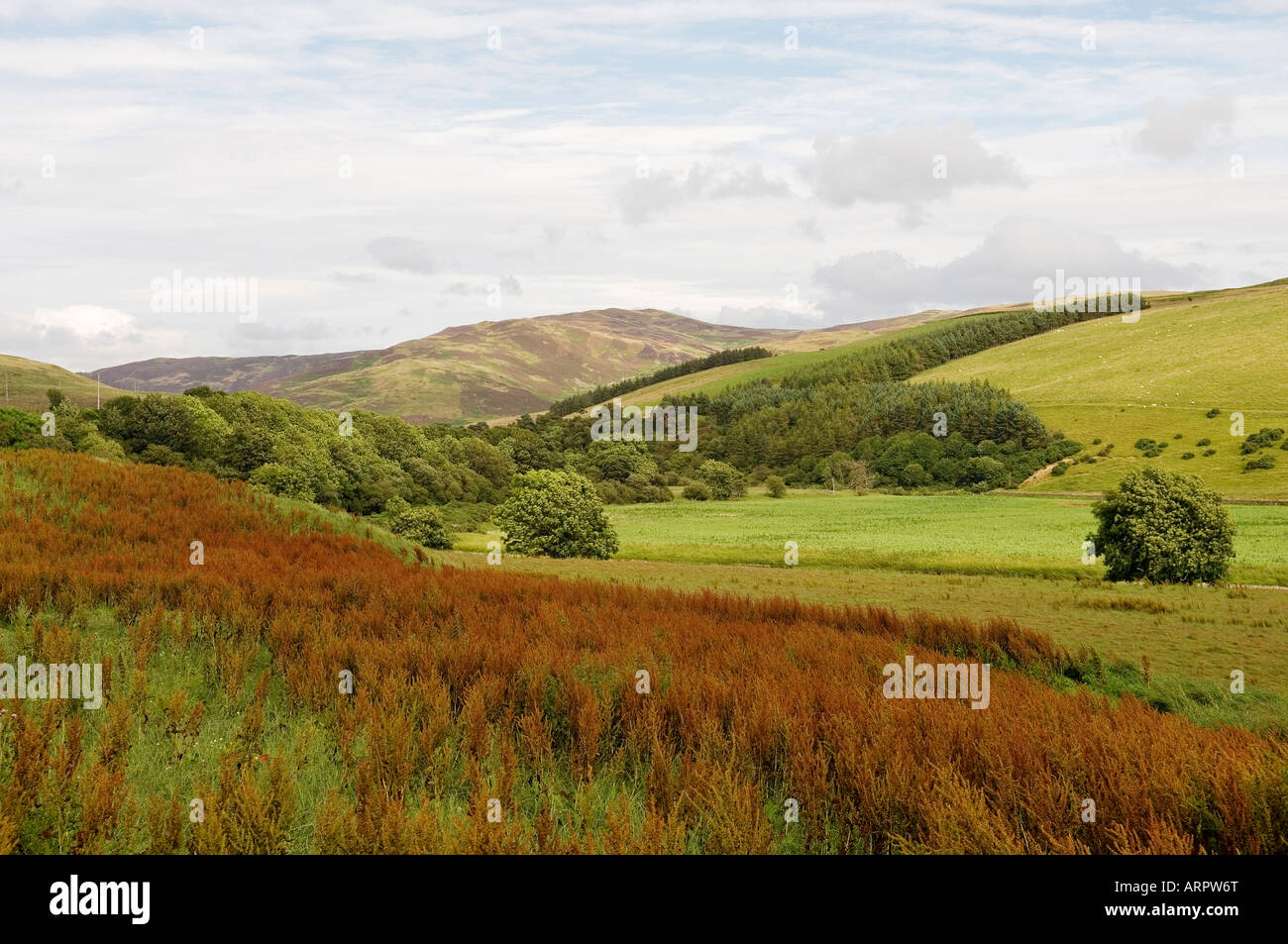 Southern Uplands landscape of the Yarrow Water valley six miles west of ...