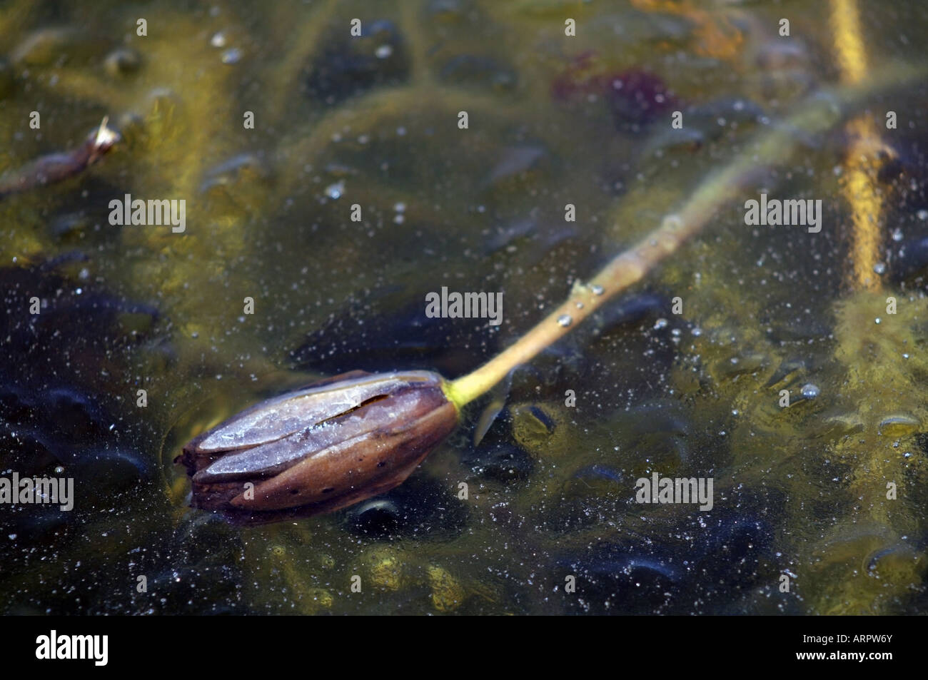 Lily half half hi-res stock photography and images - Alamy