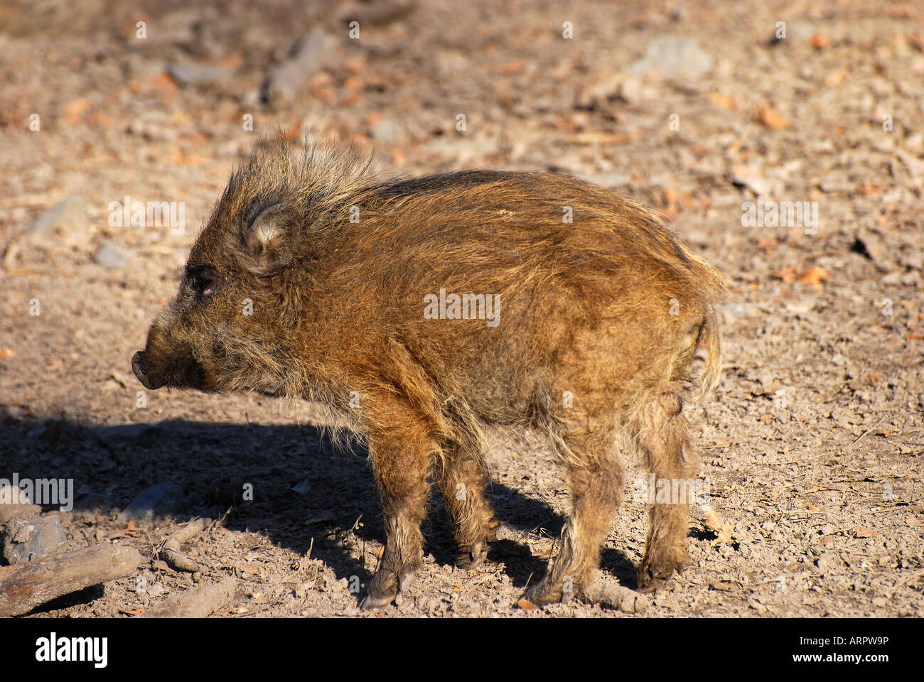 Cute warthog piglet Stock Photo - Alamy