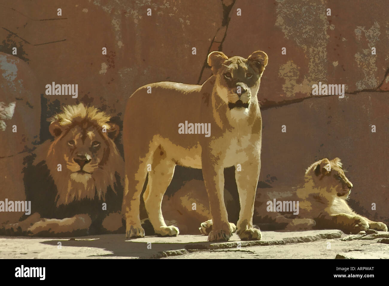 Lion family hi-res stock photography and images - Alamy