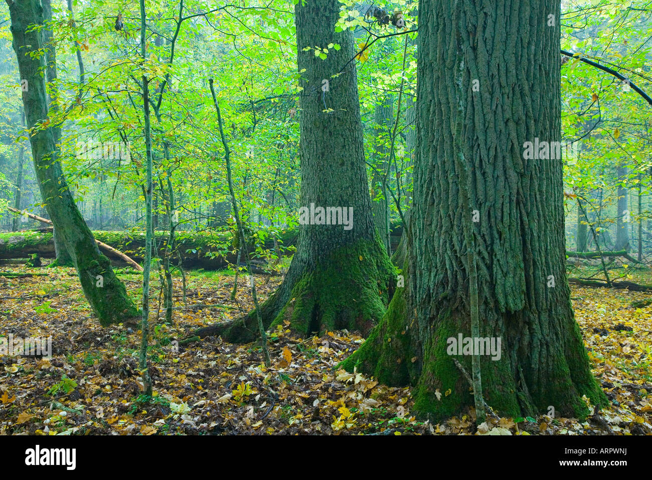 Big old spruce and oak and autumnal forest in background Stock Photo ...