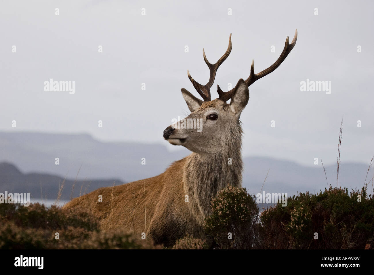 Stag near Fearnbeg, Scotland Stock Photo - Alamy