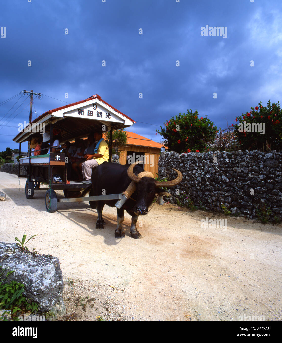 Water buffalo are used to draw carts carrying tourists around Taketomi ...
