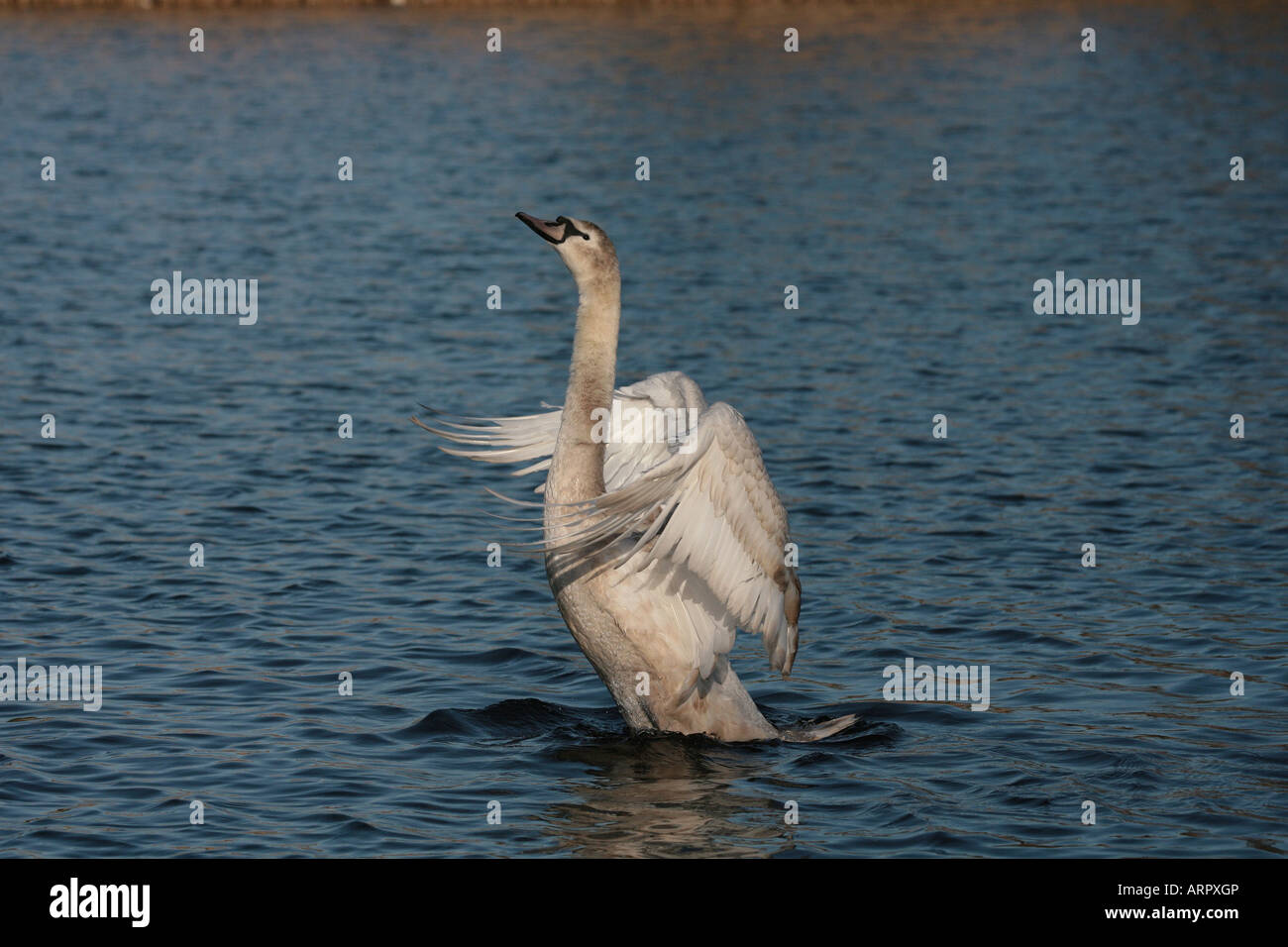 Stretching its neck hi-res stock photography and images - Alamy