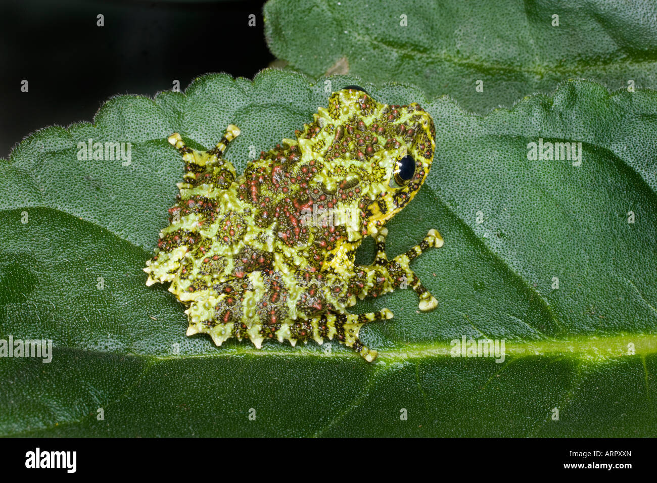 Mossy frog (Theloderma corticale), Vietnam Stock Photo - Alamy