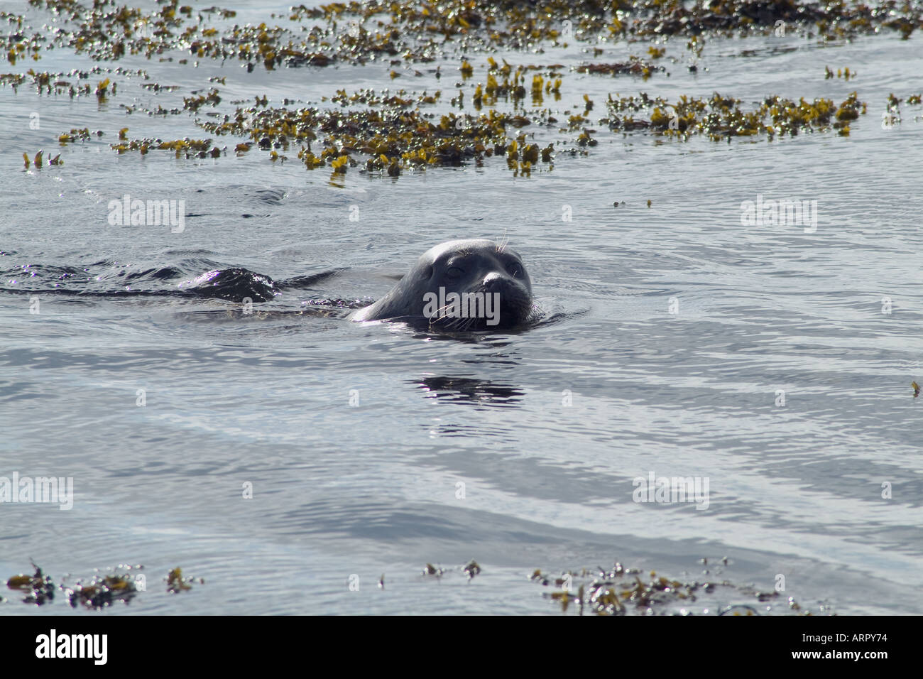 dh Common Seal SEAL UK Young harbor seals swimming watching water ...