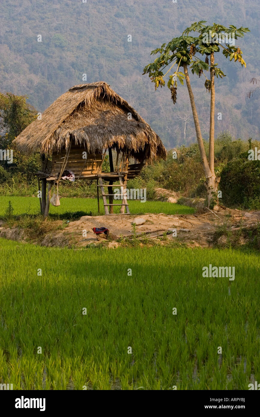 Rice field near Muang Long Laos Stock Photo - Alamy