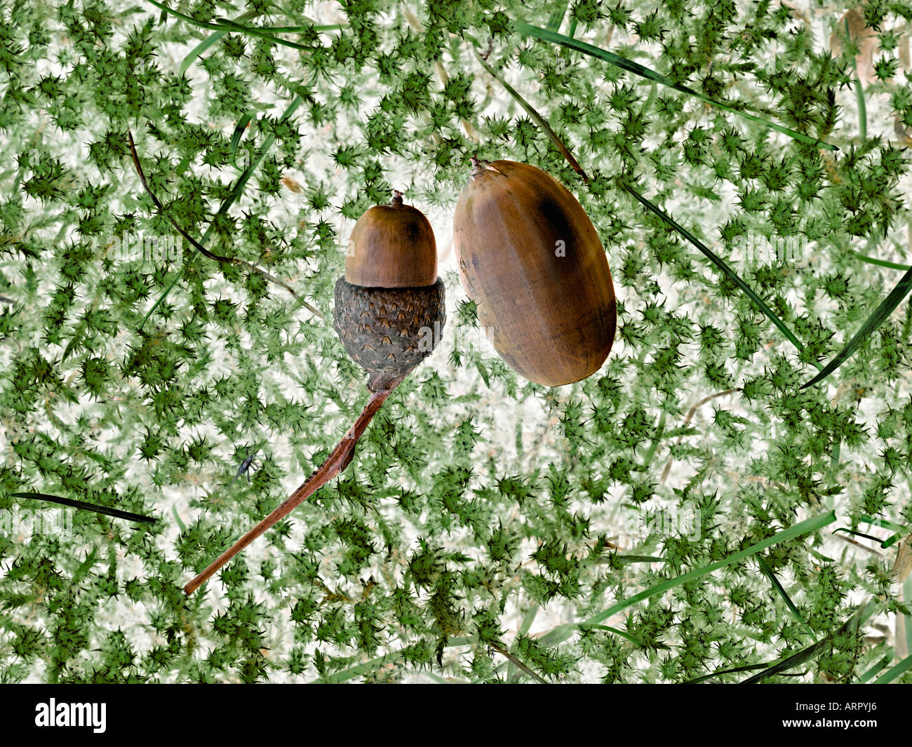 Two acorns hi-res stock photography and images - Alamy