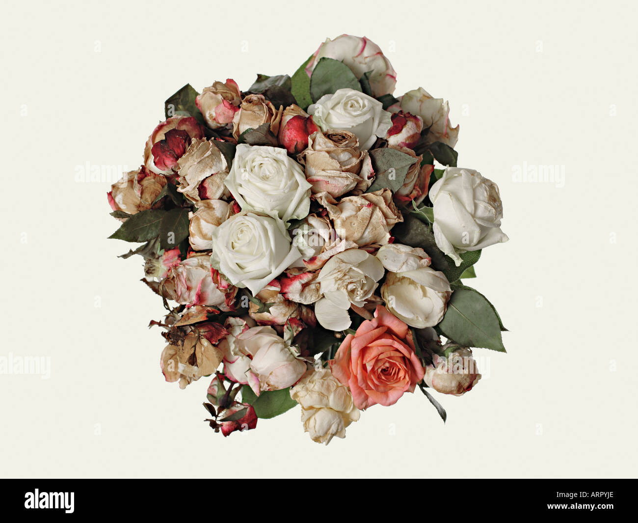 Bunch of wilted roses white background Stock Photo - Alamy