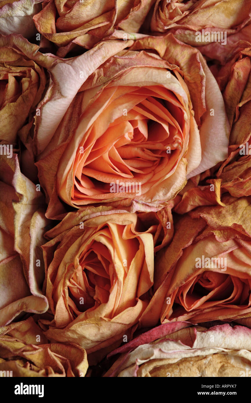 White rose with wilting petals hi-res stock photography and images - Alamy