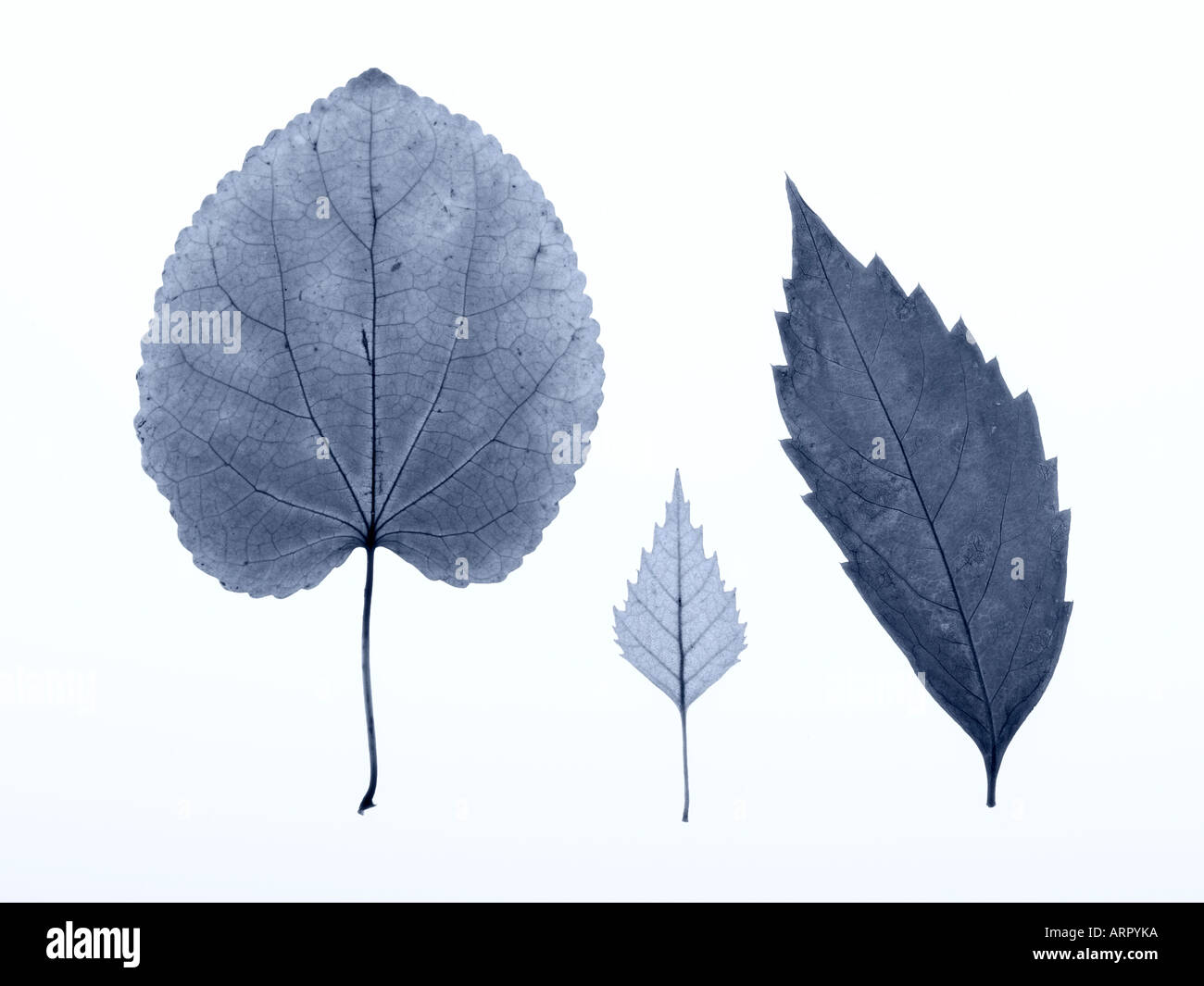 Two large leaves and one small leaf side by side symbolzing parents ...