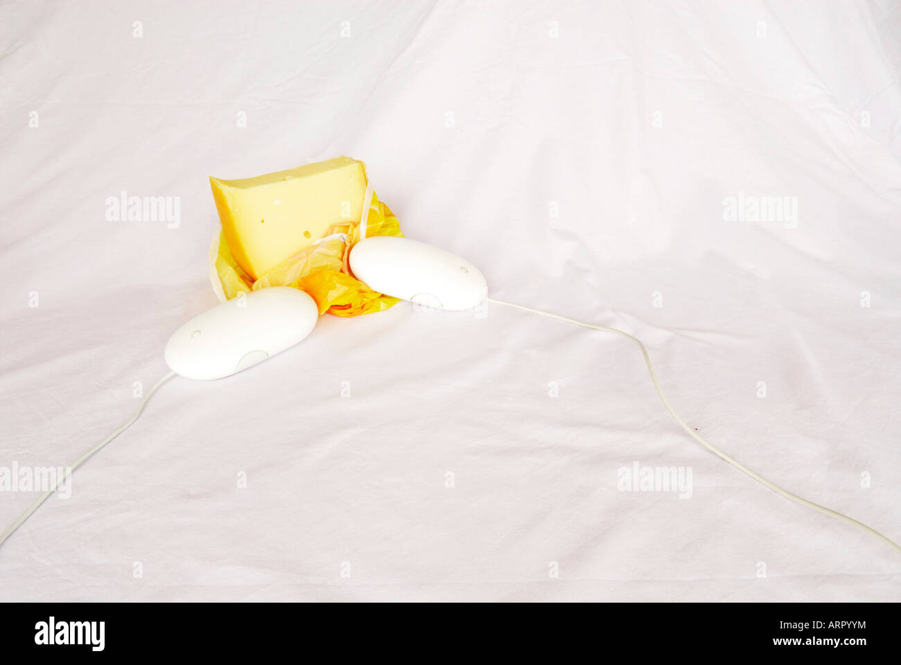 blank computer mouse eating cheese Stock Photo - Alamy