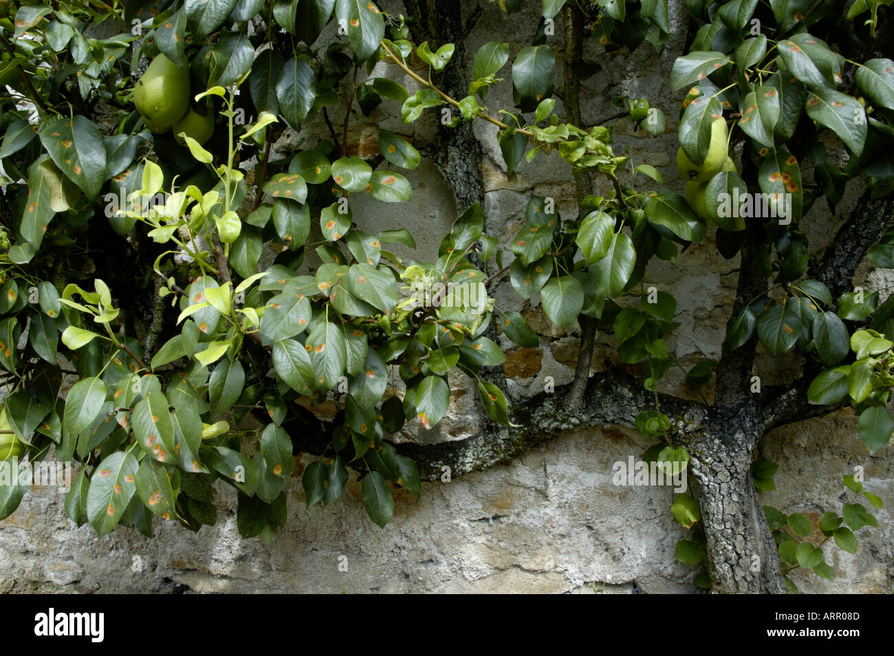Sick tree hi-res stock photography and images - Alamy