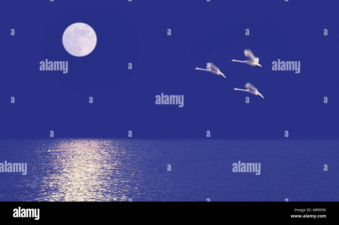 Full moon over water and swans in flight evening light Stock Photo - Alamy