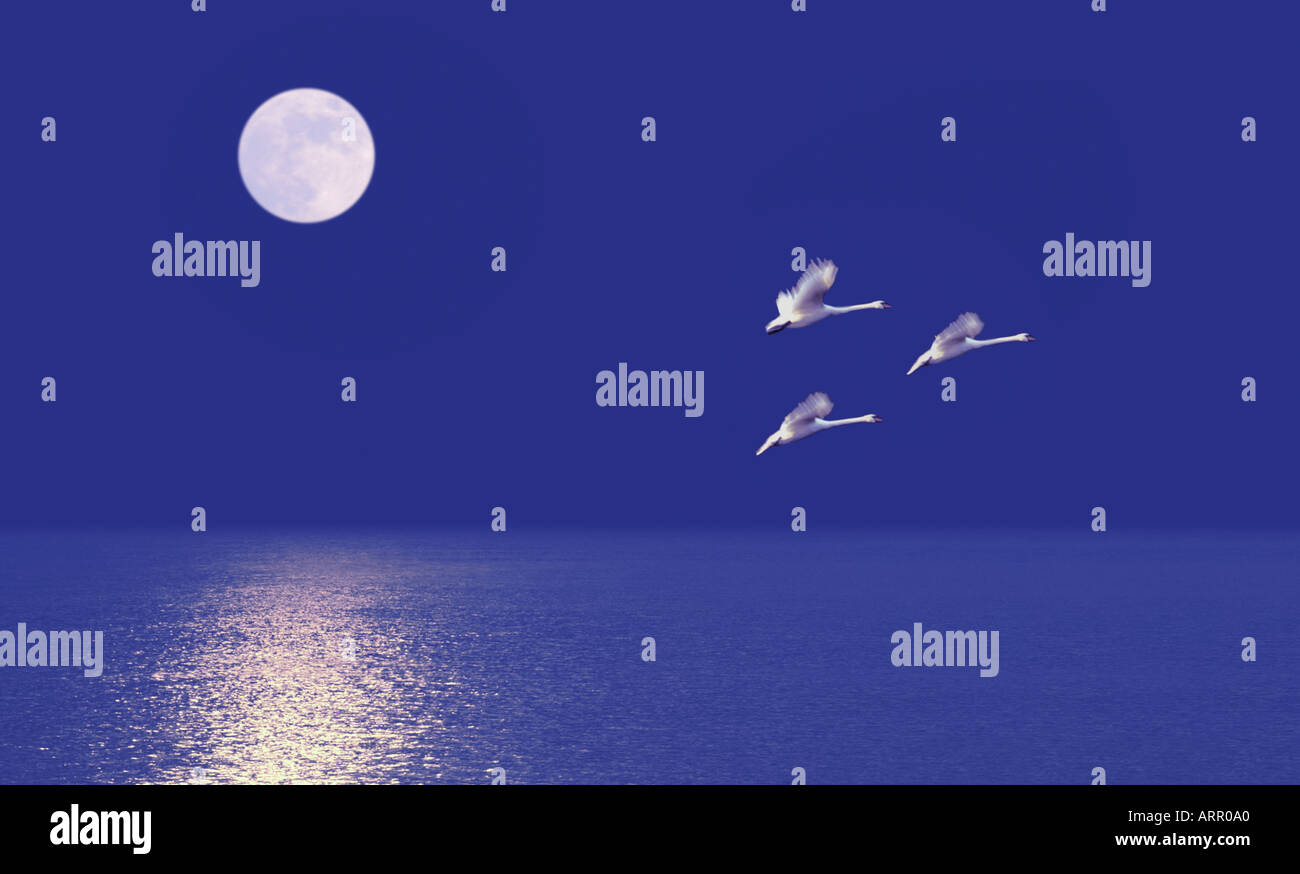Full moon over water and swans in flight evening light Stock Photo - Alamy