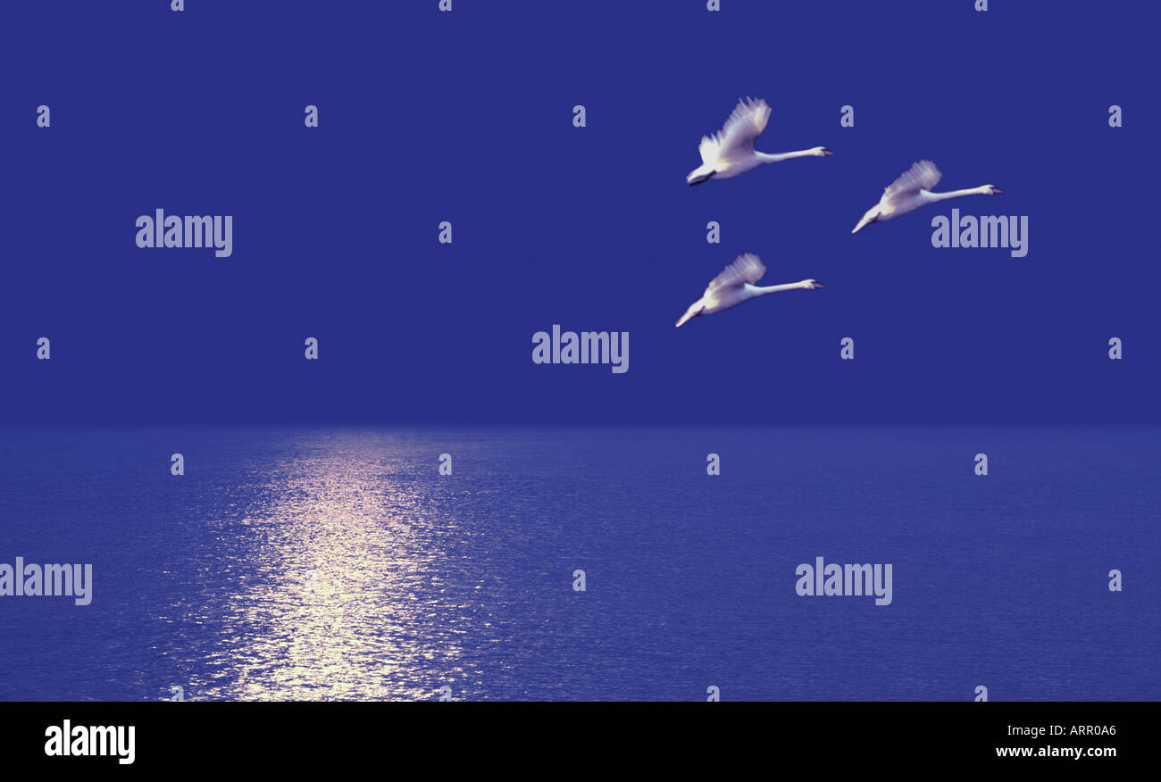 Swans in flight over water and moon light reflection Stock Photo - Alamy