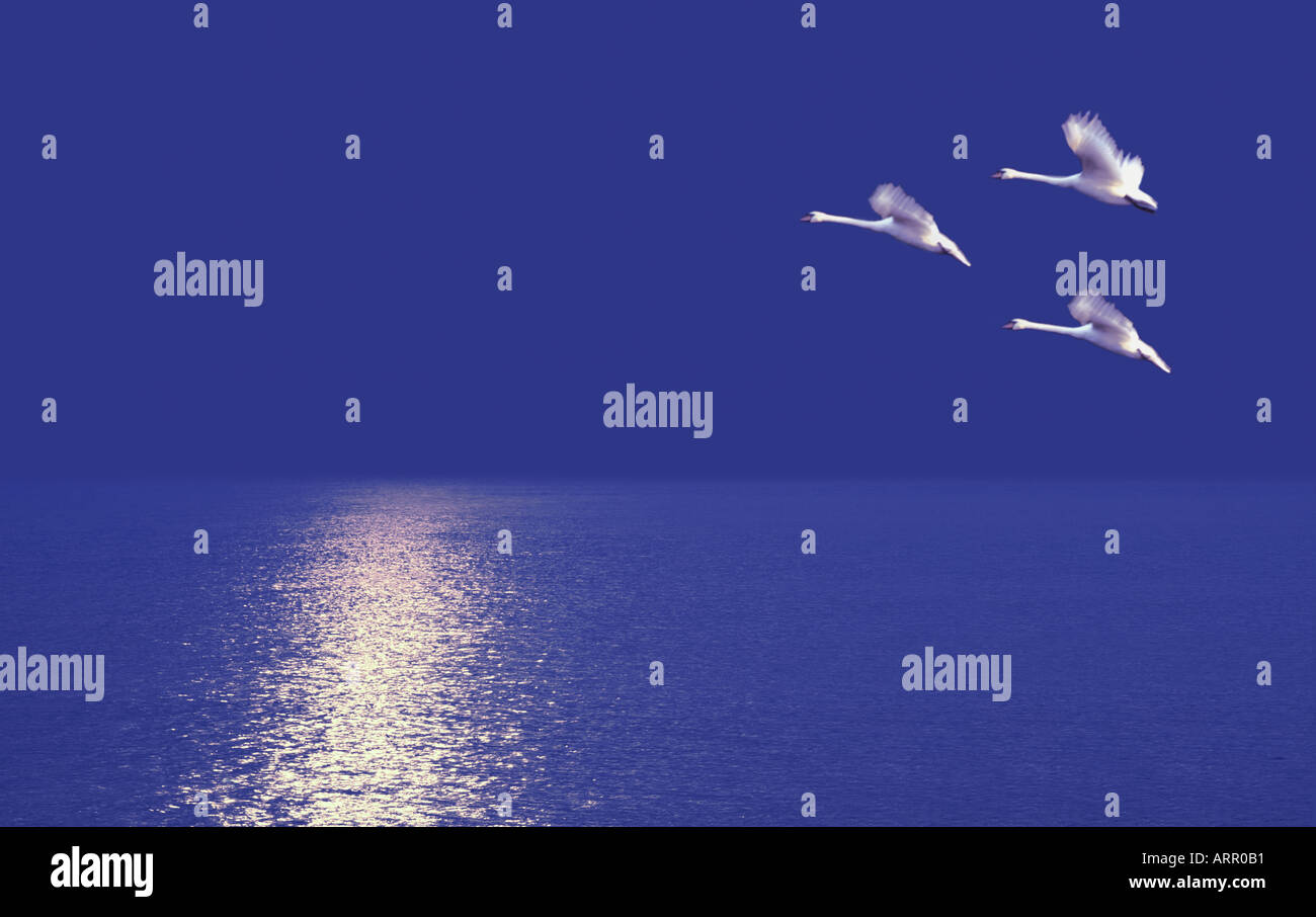 Swans in flight over water and moon light reflection Stock Photo - Alamy