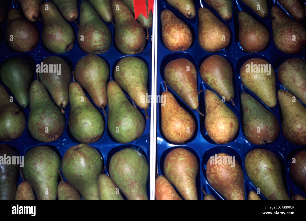 Concorde pears in a blue box harvest display Kew Gardens Surrey UK ...