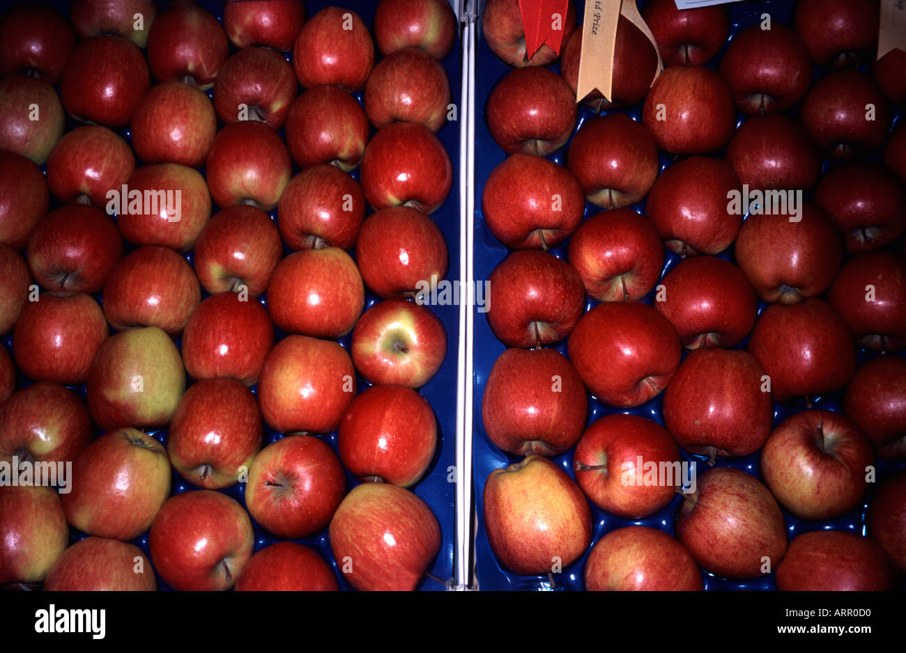 Red Falstaff and Mondial Gala apples on display Surrey England UK Stock ...