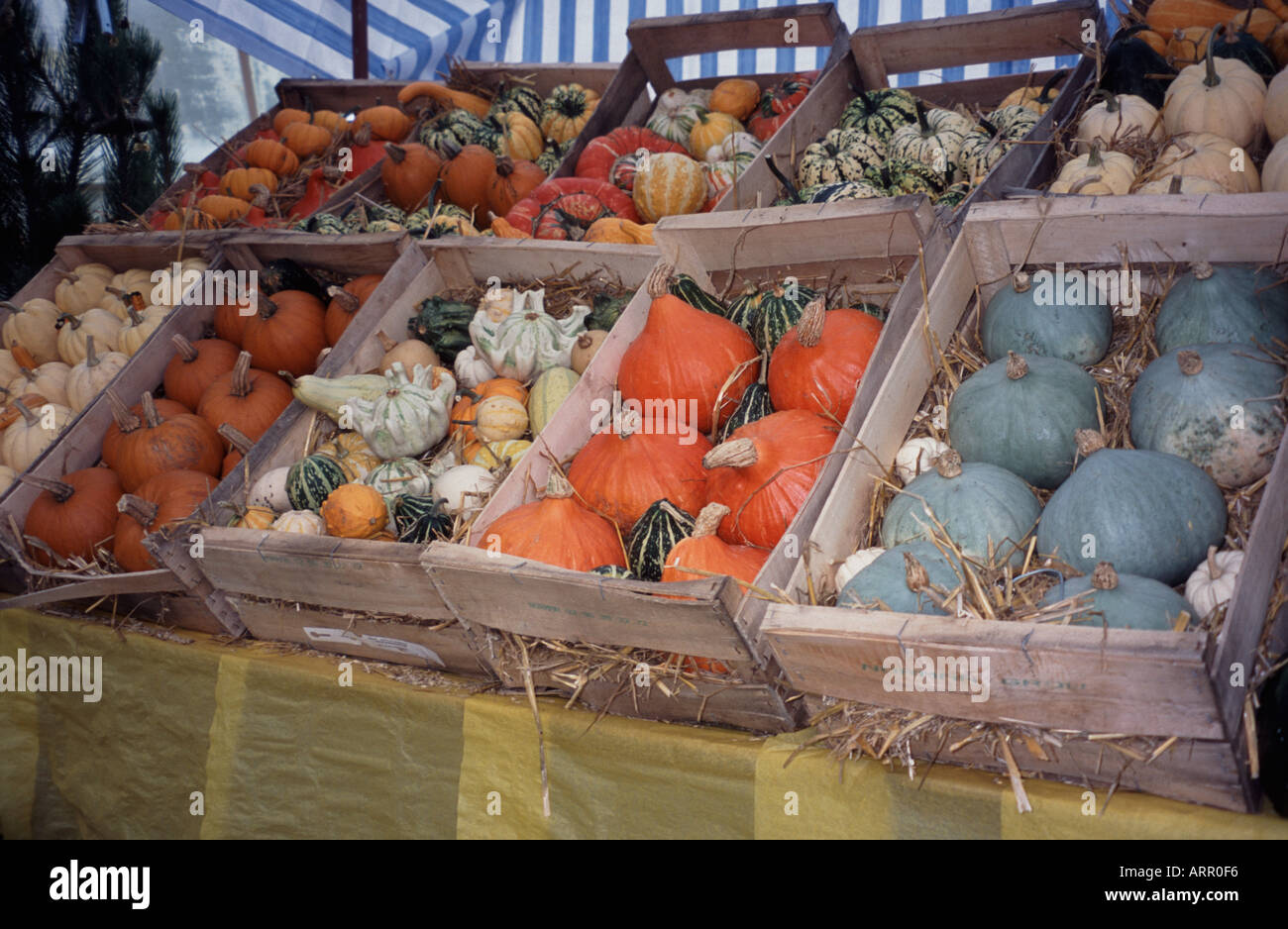 Display harvest festival produce pumpkins hi-res stock photography and ...