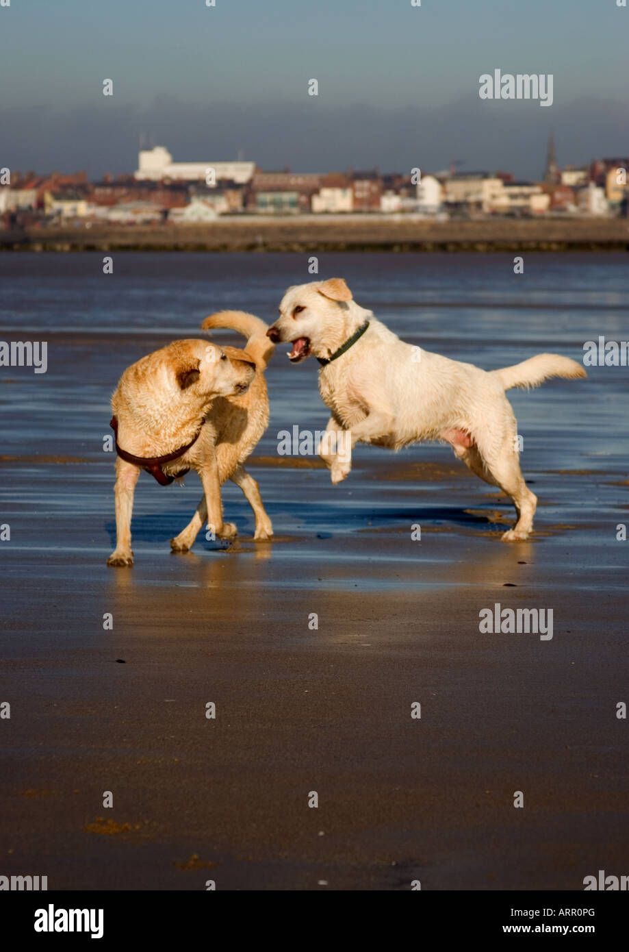 Two dogs playing on the beach Stock Photo - Alamy