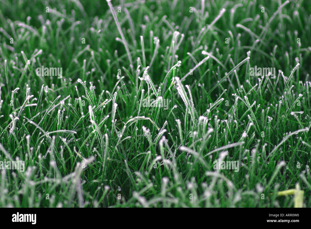 Frozen dew on winter grass Stock Photo - Alamy