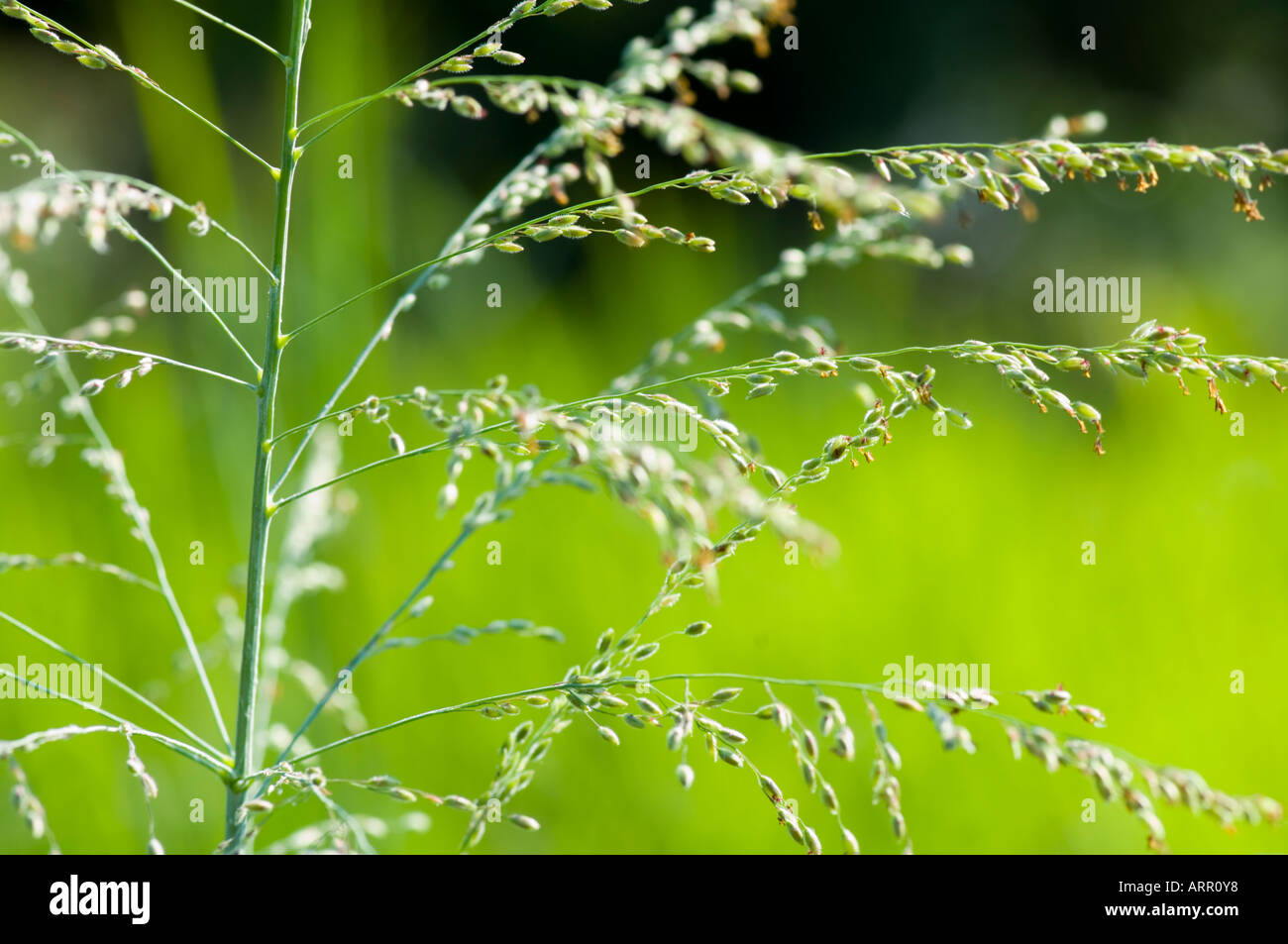 Florida farm field with wild green ground cover Stock Photo - Alamy
