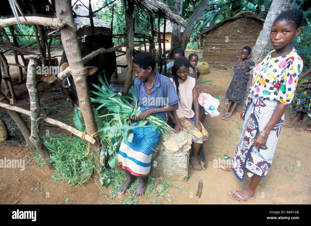 AFRICA KENYA KALIFI Kenyan woman with her children gives fodder to the ...