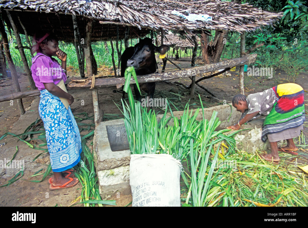AFRICA KENYA KALIFI Kenyan women in traditional kanga cloth give fodder ...