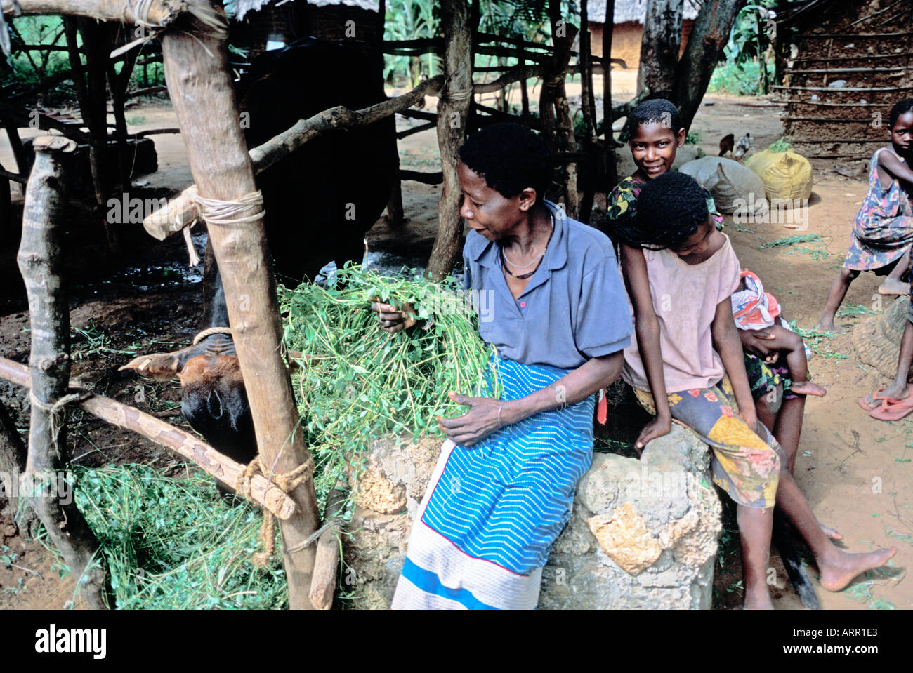 AFRICA KENYA KALIFI Kenyan woman with her children gives fodder to the ...