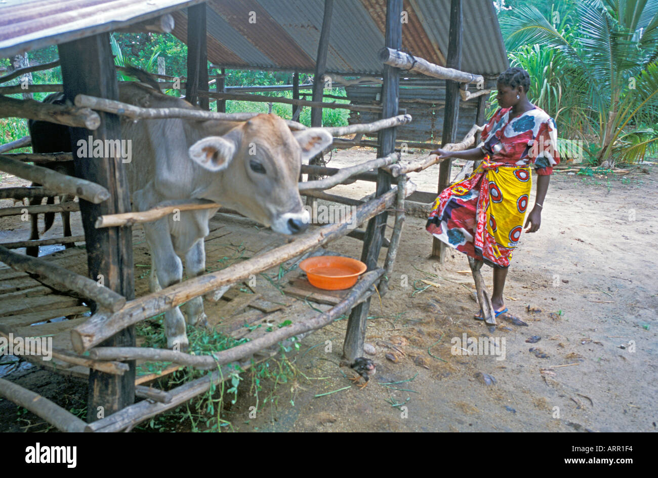 AFRICA KENYA KALIFI Kenyan woman her Heifer Project International calf ...