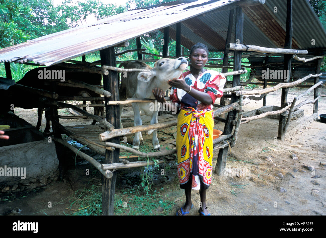 AFRICA KENYA KALIFI Kenyan woman with Heifer Project International cow ...