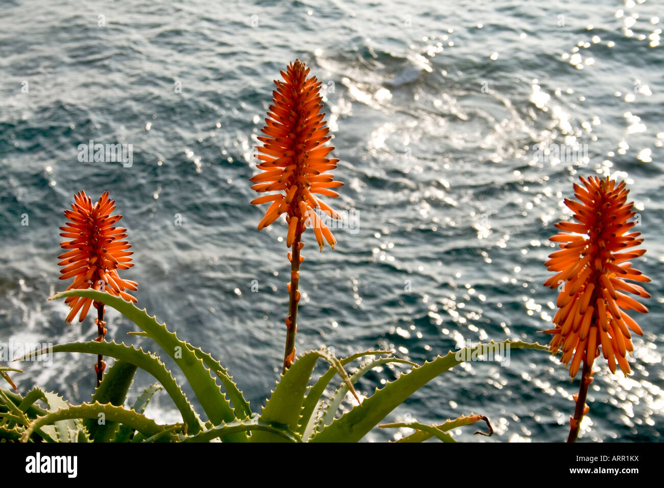 Fat plants hi-res stock photography and images - Alamy