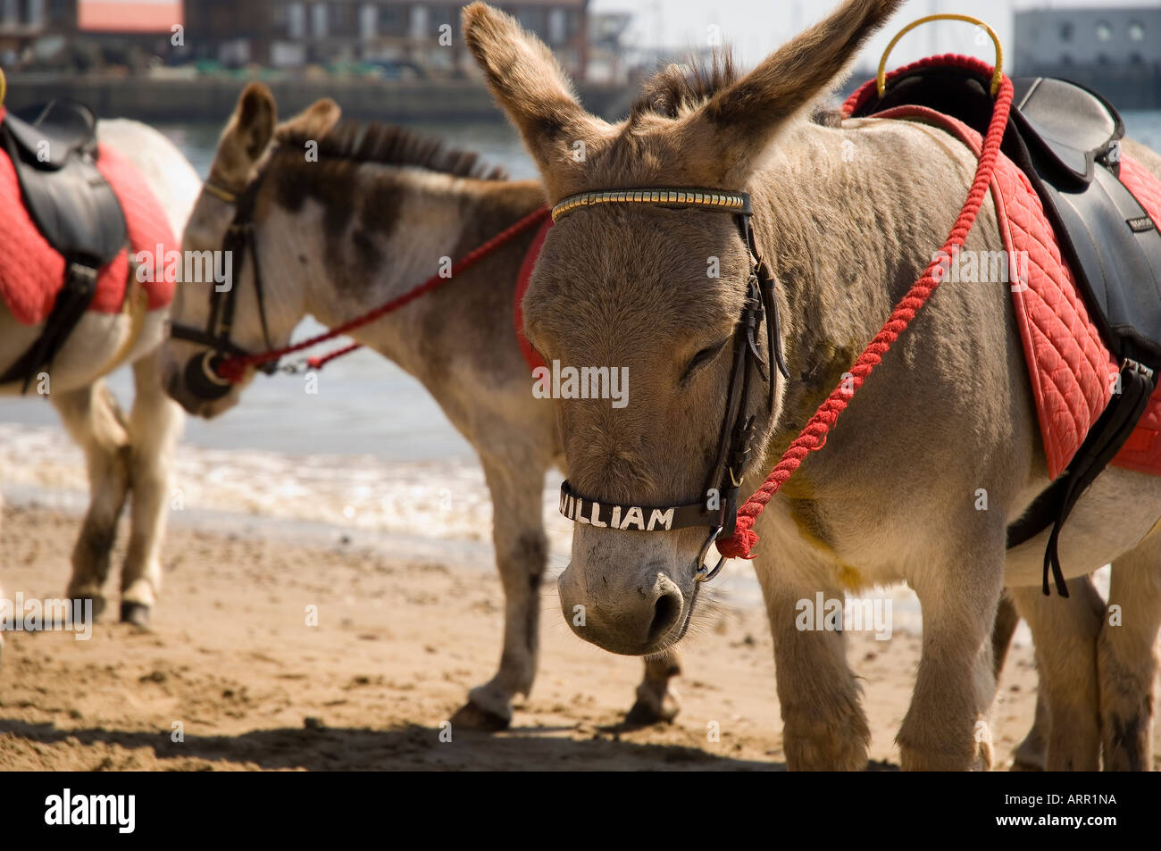 Close up of Seaside Donkey on the beach in summer South Bay Scarborough ...