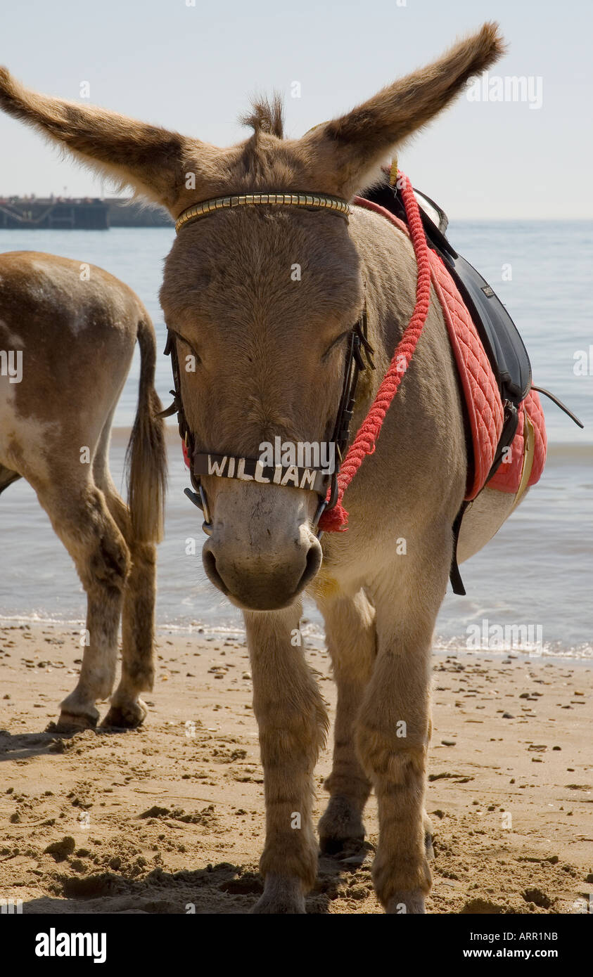 Donkeys on beach scarborough hi-res stock photography and images - Alamy