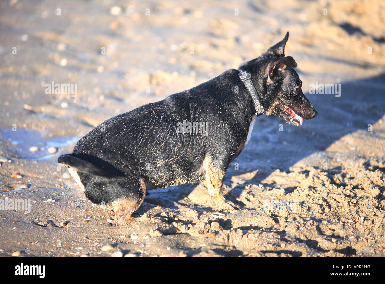 Small Dog playing at the beach sea, Holland, The Netherlands Stock ...
