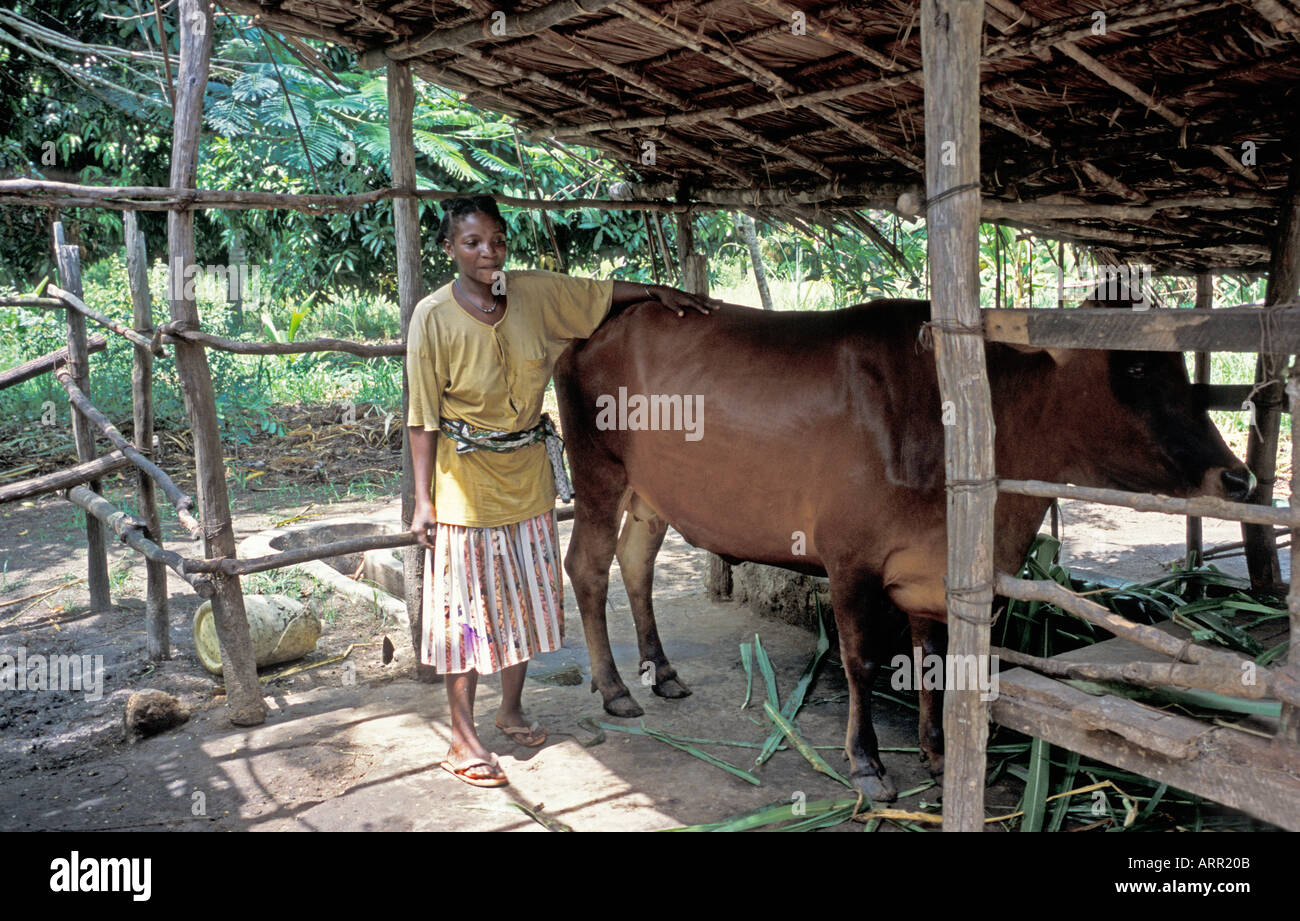 AFRICA KENYA KALIFI Kenyan woman her Heifer Project International cow ...