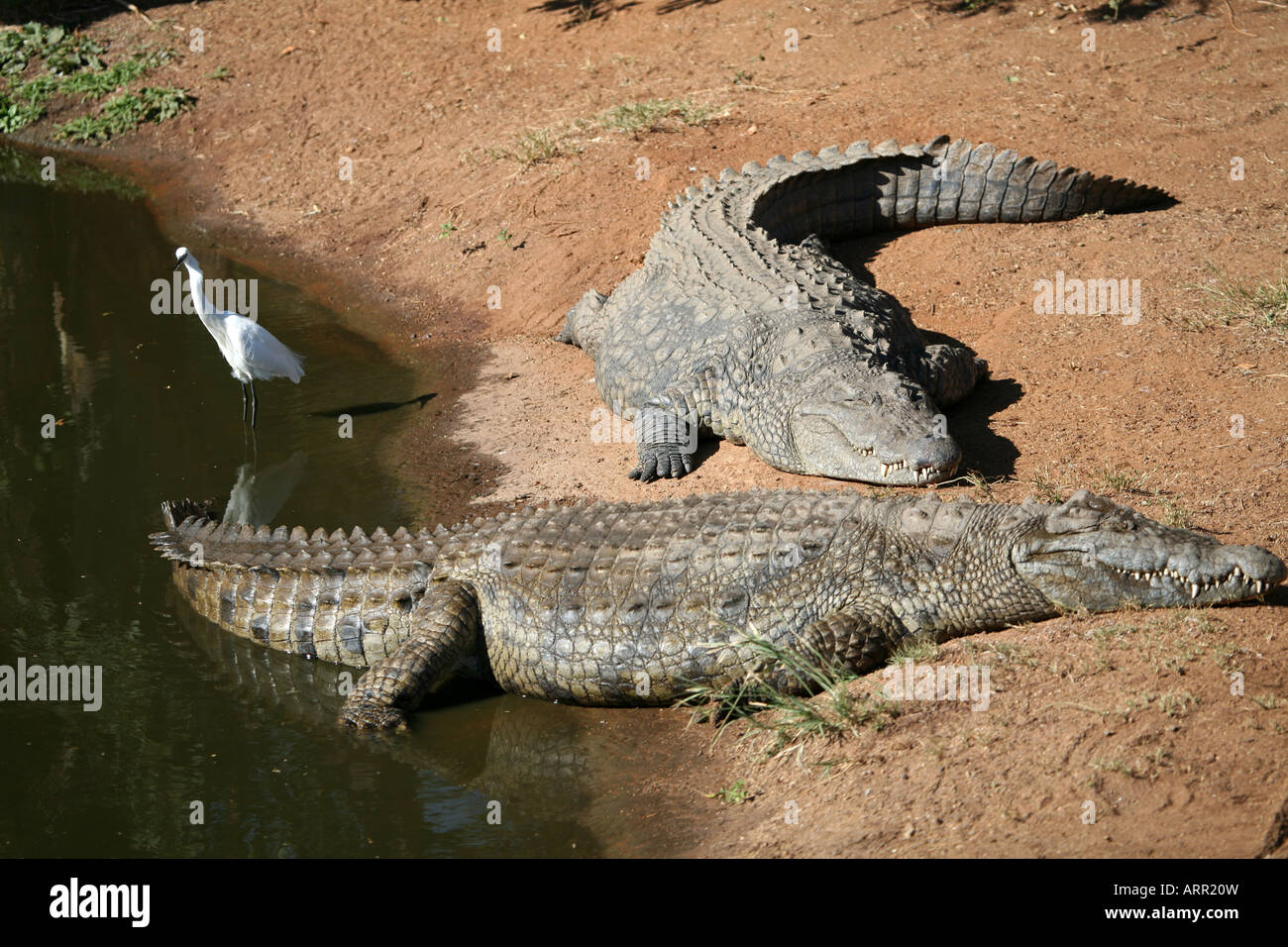 Crocodiles laying in the sun by the water Stock Photo - Alamy